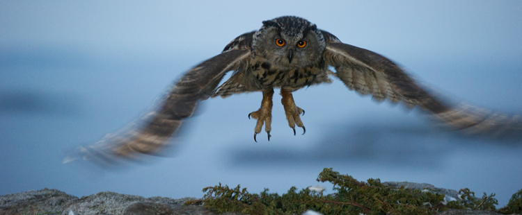 Handlingsplan for Hubro